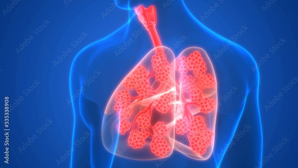 Human Respiratory System Lungs Alveoli Anatomy Animation Concept Stock ...