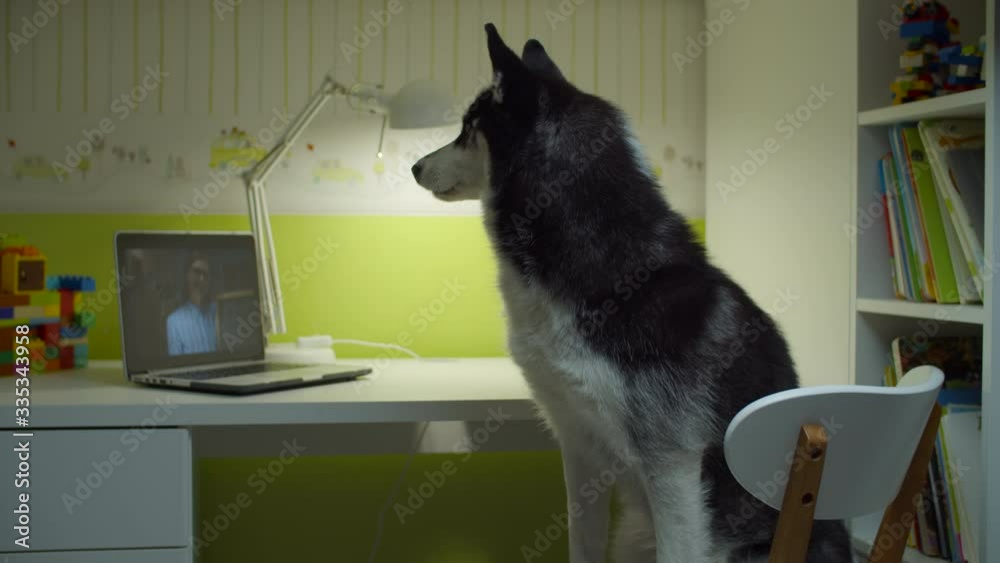 Siberian Husky dog sitting on chair and watching laptop screen with ...