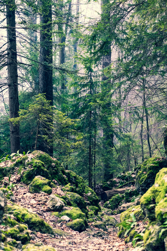 Sentier forestier au cœur des gorges du Chauderon, entre Les Avants et ...