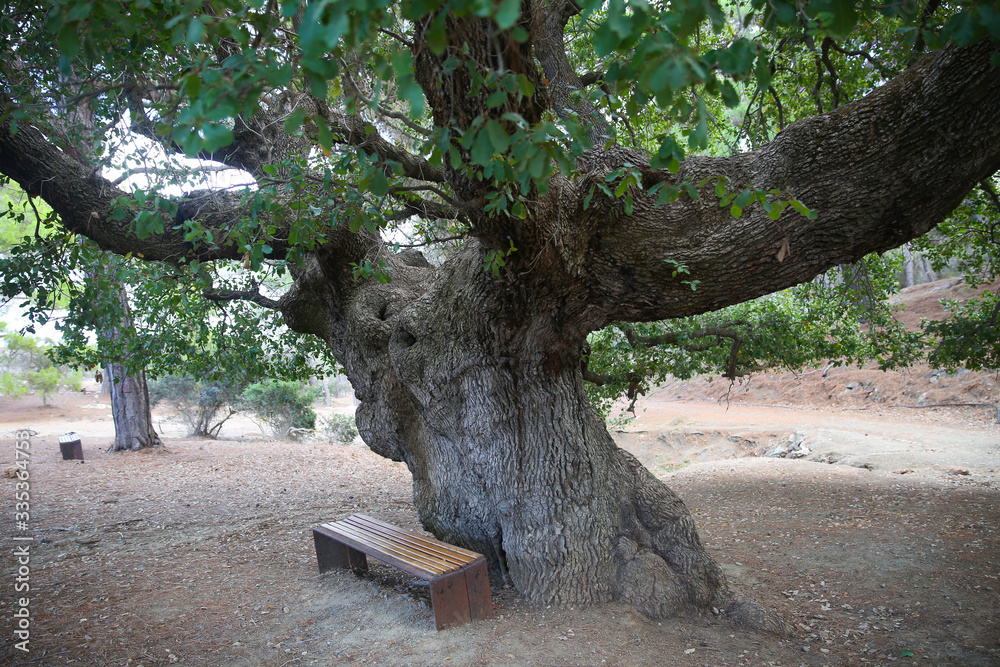 Ancient oak tree in Troodos in Cyprus. Under the oak tree a wooden ...