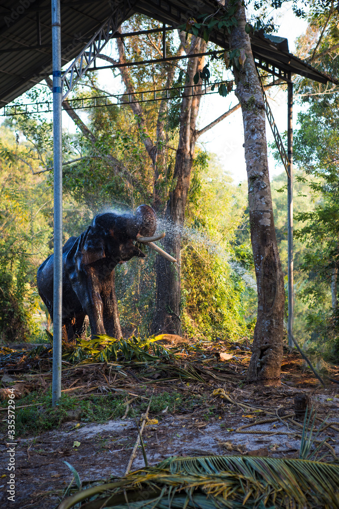 Elephant in the tropical jungles of India, Kerala. An elephant takes a ...