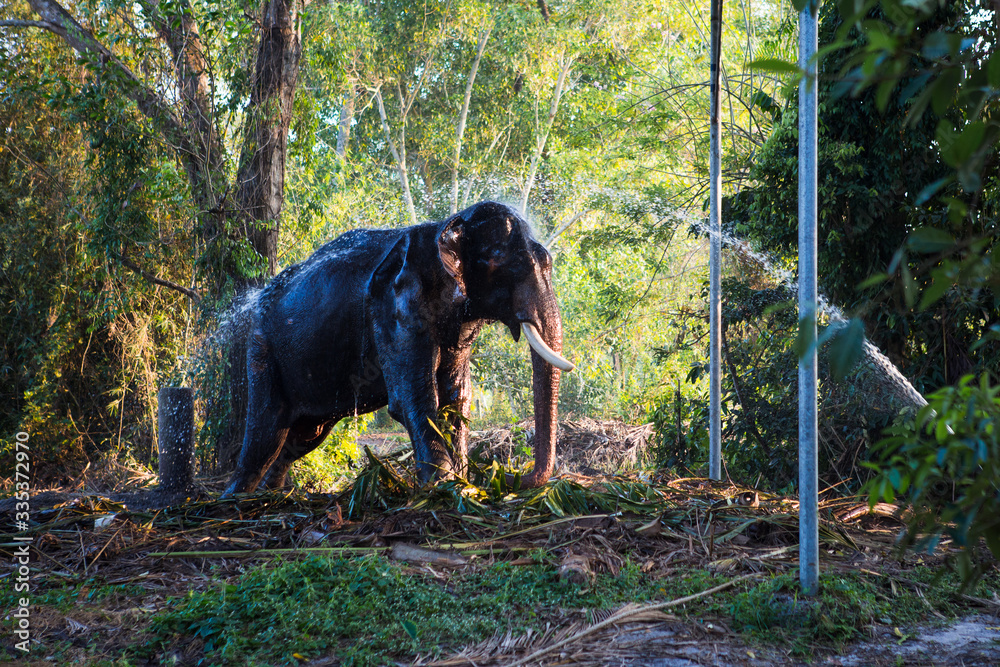 Elephant in the tropical jungles of India, Kerala. An elephant takes a ...