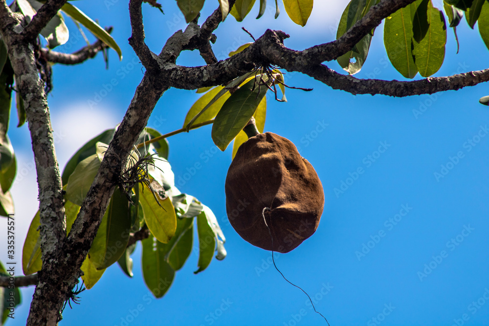 Exotic fruit Monguba (pachira aquatica) in Brazil Stock Photo | Adobe Stock