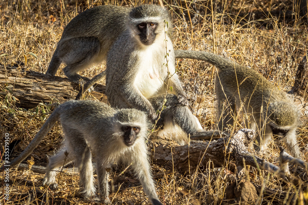 Vervet Monkey / Macaco Vervet (Chlorocebus pygerythrus) Stock Photo ...