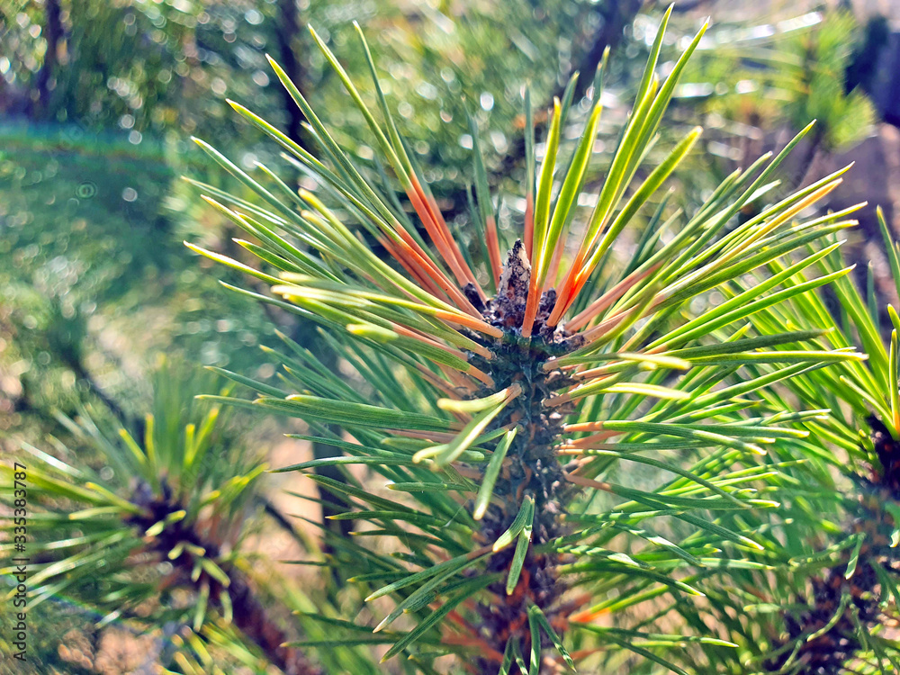 rust on needles (change of color of needles on a pine), disease of ...