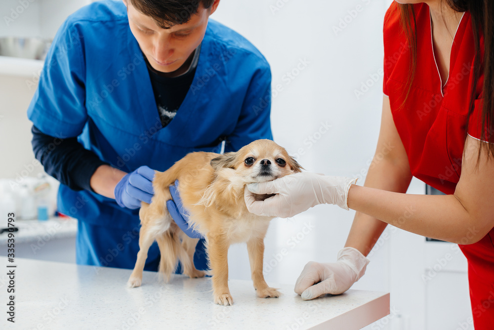 In a modern veterinary clinic, a thoroughbred Chihuahua is examined and treated on the table ...