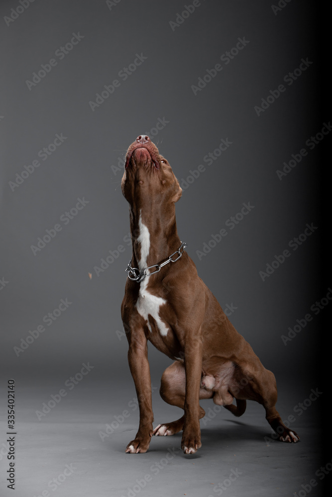 beautiful dog pit bull terrier breed in the studio Stock Photo | Adobe ...