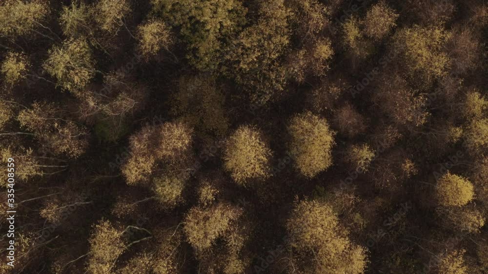 Autumn, gold birch forest from above. Aerial view. Golden light and ...