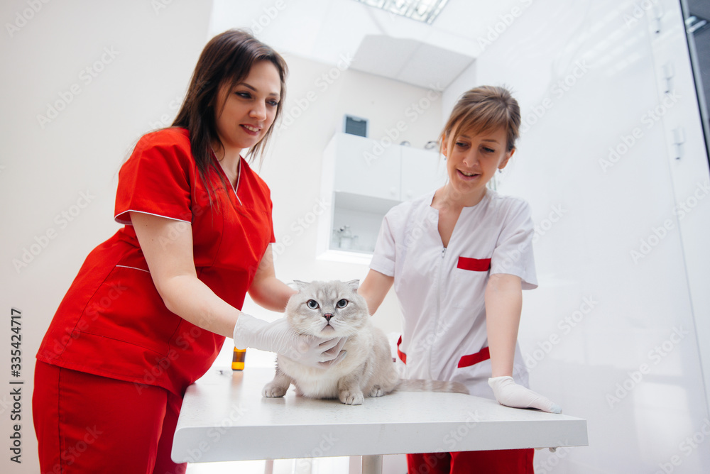 In a modern veterinary clinic, a thoroughbred cat is examined and ...