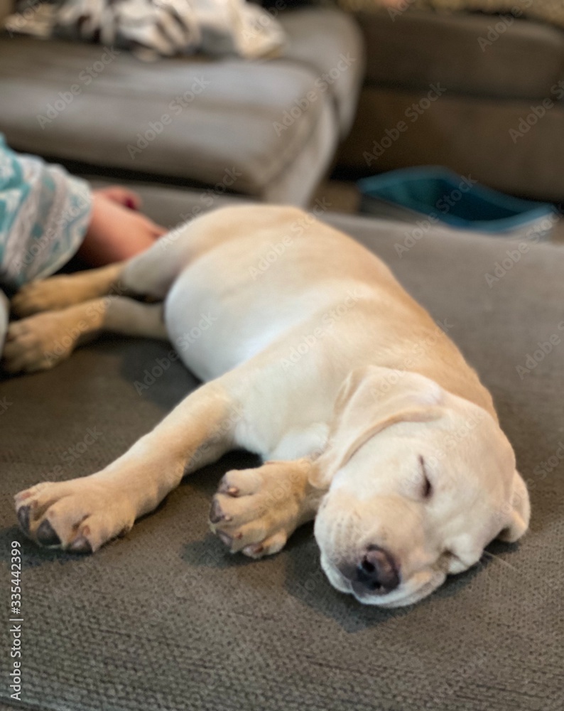 Yellow Lab Puppy Sleeping