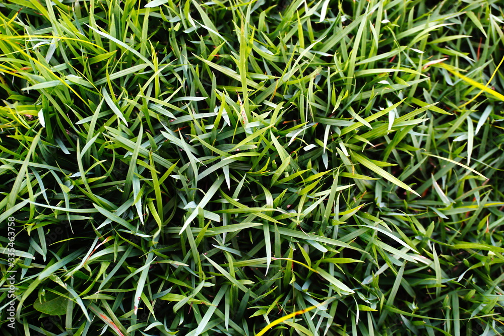Green grass Japanese grass (Zoysia japonica). Green grass texture for ...