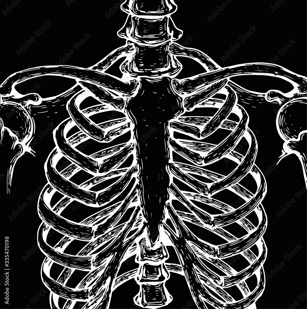 x ray of human skeleton Stock Vector | Adobe Stock