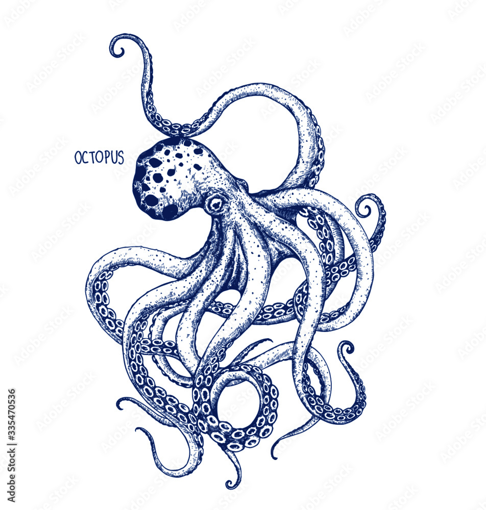 vector illustration of an octopus Stock Vector | Adobe Stock