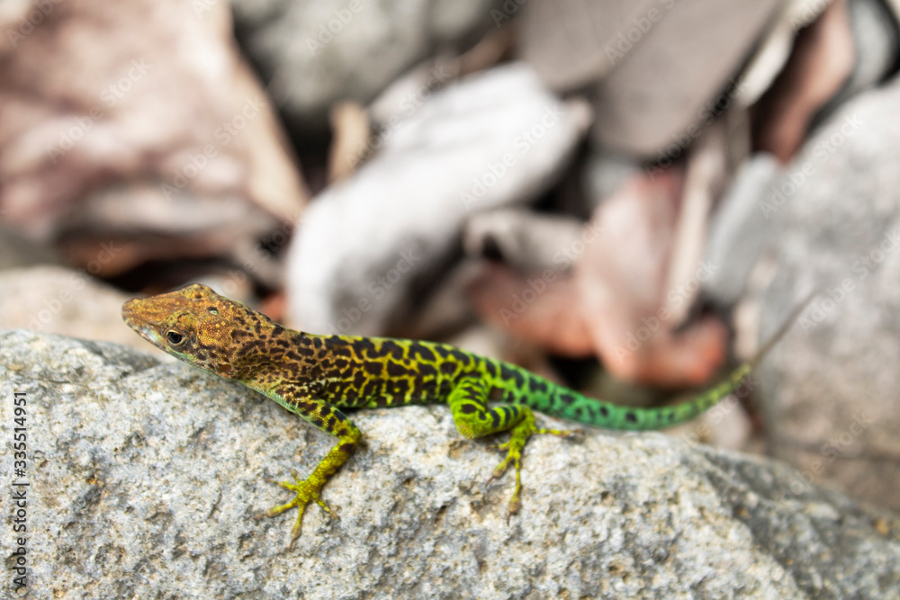 Anolis marmoratus, Leopard anole or Guadeloupean anole, colorful lizard ...