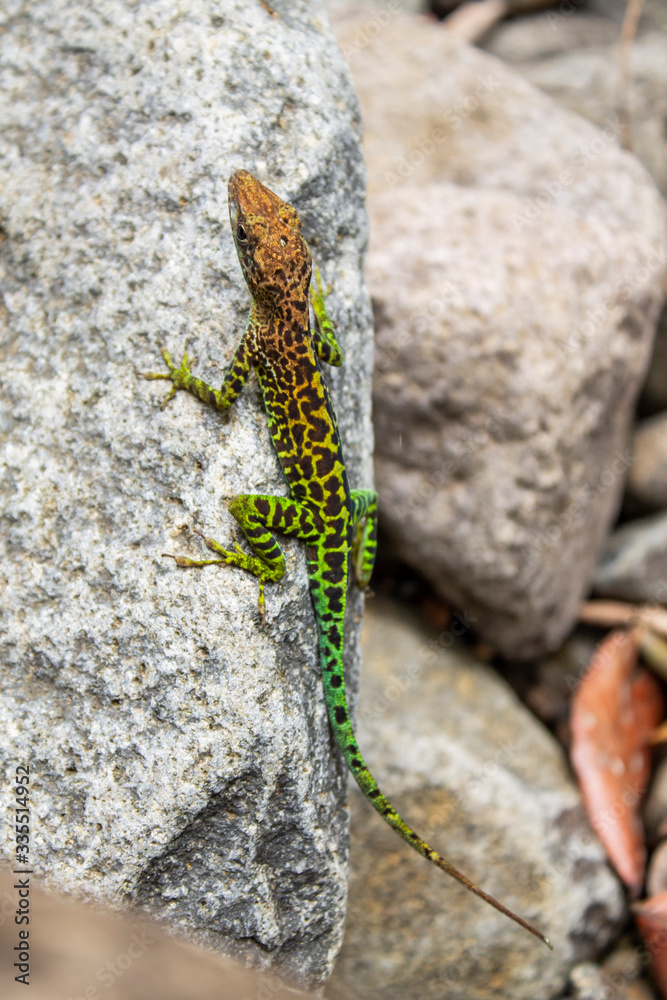 Anolis marmoratus, Leopard anole or Guadeloupean anole, colorful lizard ...