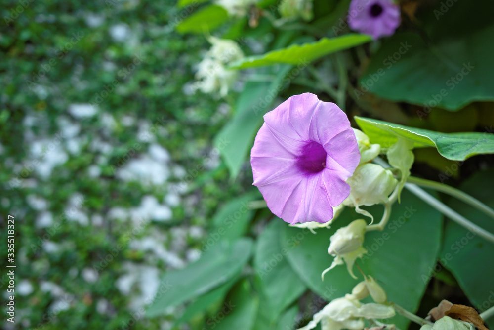 Elephant creeper ,Hawaiian baby woodrose ,woolly morning glory ...