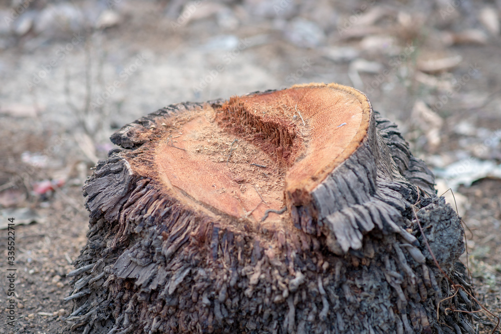 The cross section of the trunk of the coconut tree shows the isolated ...