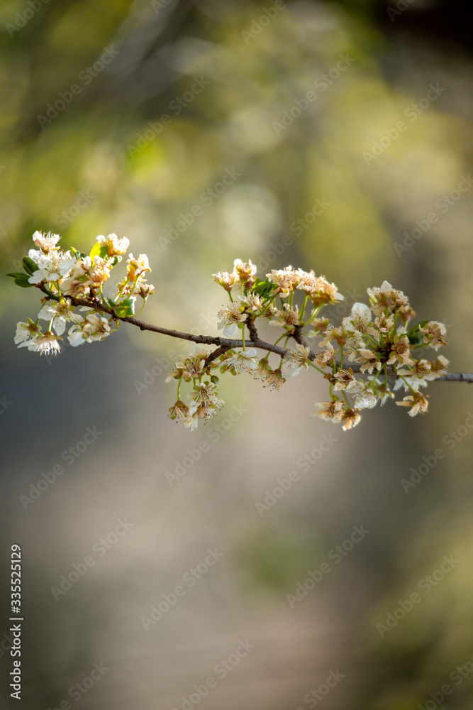 BLÜHENDER OBSTBAUM . KRIECHEN . KRIECHERL . Prunus insititia Stock ...