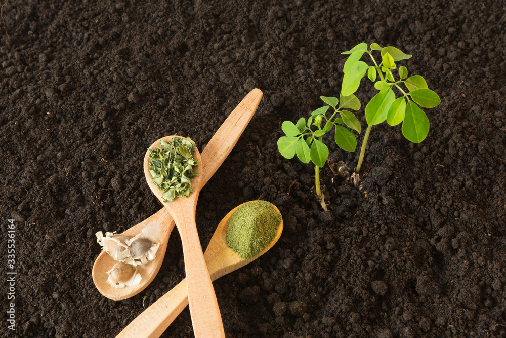 Small Moringa tree, seeds, leaves and dust on a ground background ...