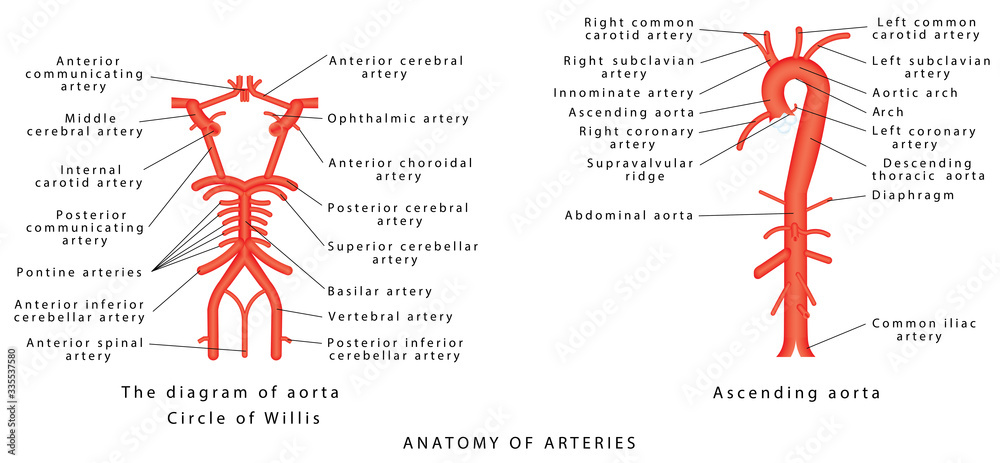 Aorta Branches Diagram