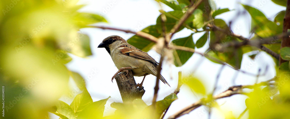 Sparrow, I took this picture back in 2007, Sparrow is one of the loving ...