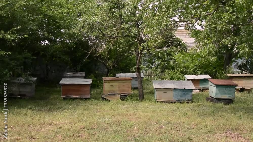 Bees In The Apiary. In The Garden A Lot Of Bee Houses, Hives Are. Honey ...