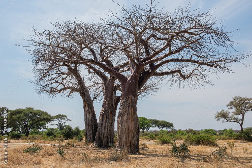 Foto de El baobab el árbol de la sabana do Stock | Adobe Stock