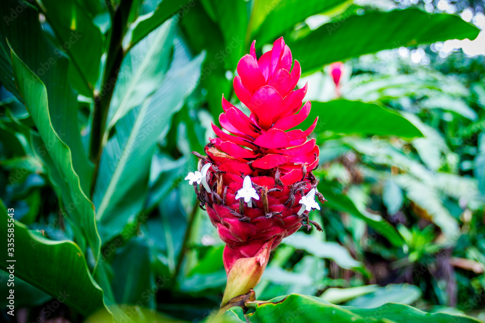 Costa Rican Rainforest Flowers