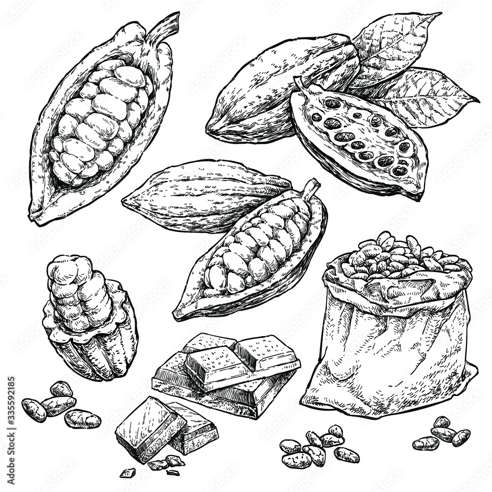 Vecteur Stock Cocoa beans hand draw vector set. Healthy food ...