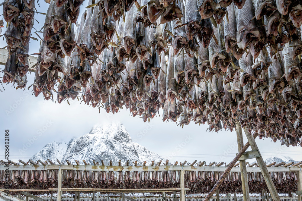 Stockfish at Lofoten islands, Norway Stock Photo | Adobe Stock
