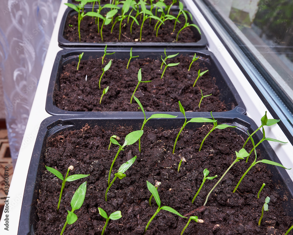 Young green sprouts of bell pepper growing from the ground in a bright ...