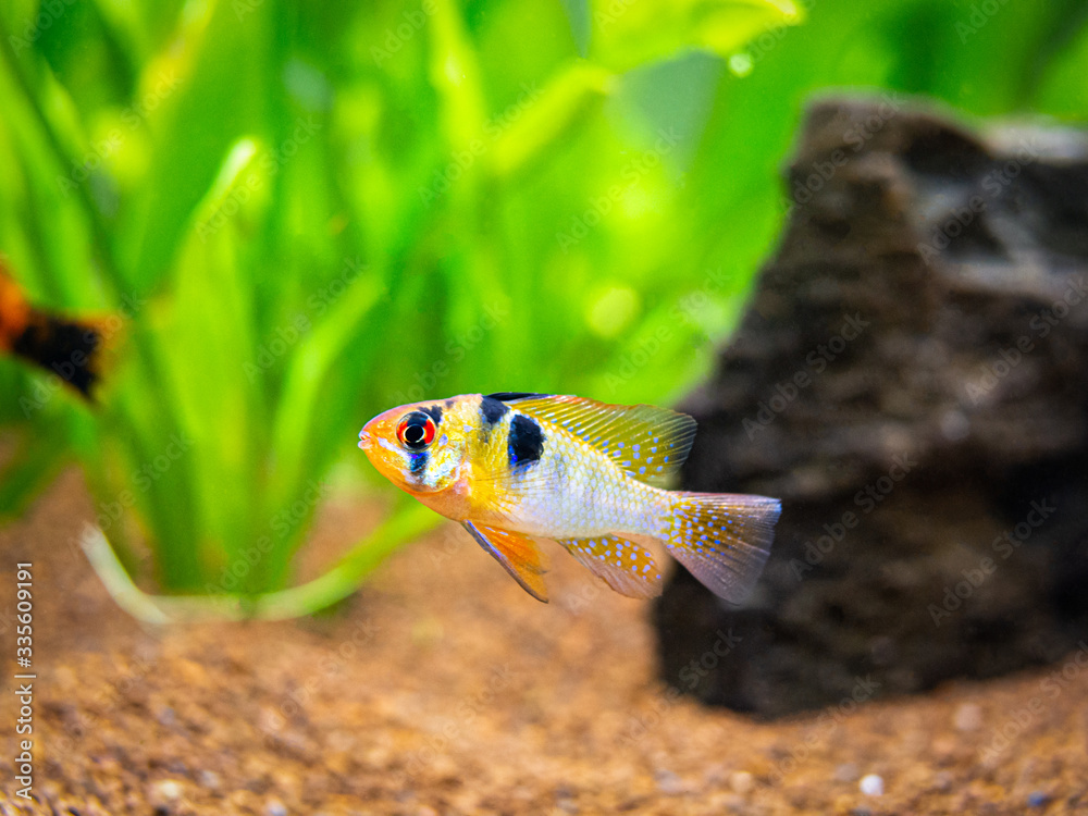 ram cichlid (Mikrogeophagus ramirezi) in a fish tank with blurred ...
