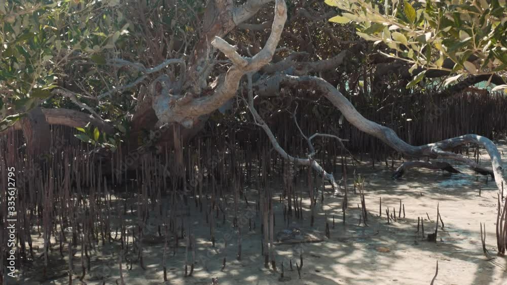 Mangroves salt-tolerant trees, also called halophytes. Root system of ...