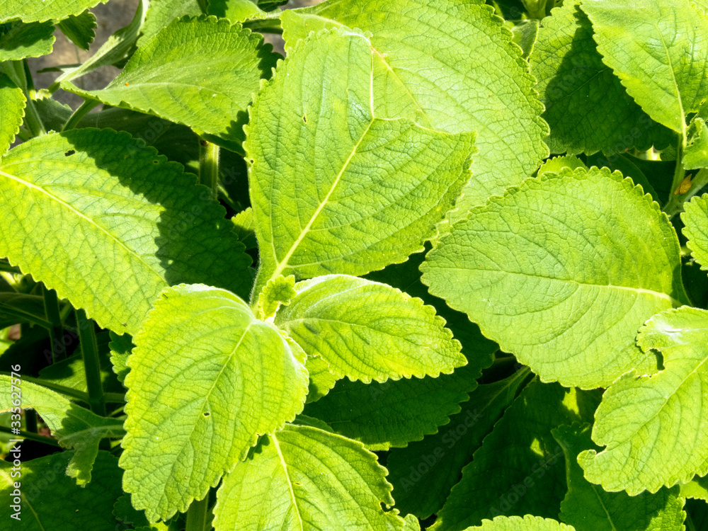 Boldo: Green plant named Boldo da Terra in Brazil. Plant used to make ...