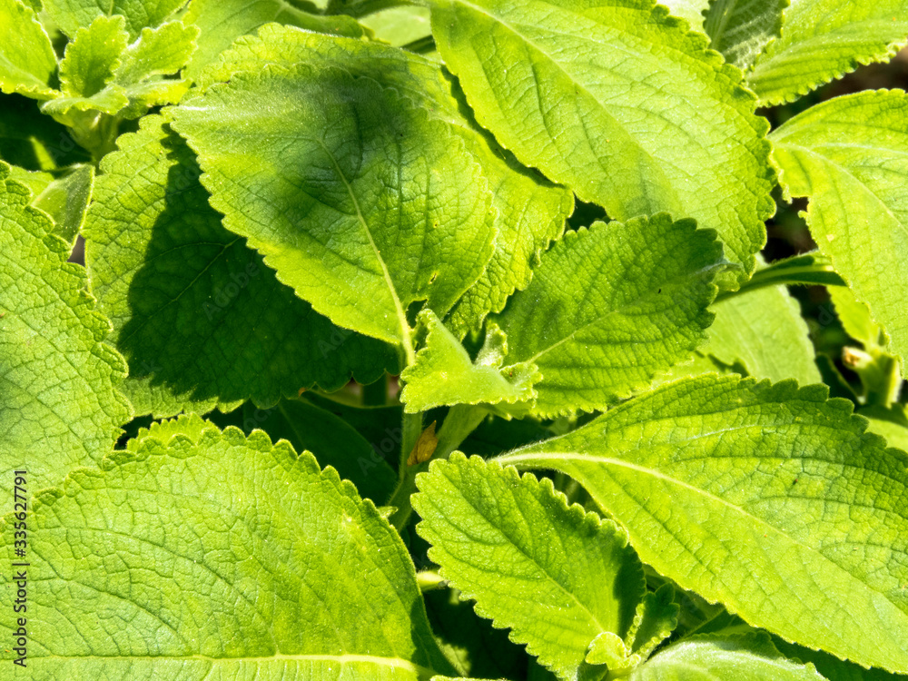 Boldo: Green plant named Boldo da Terra in Brazil. Plant used to make ...