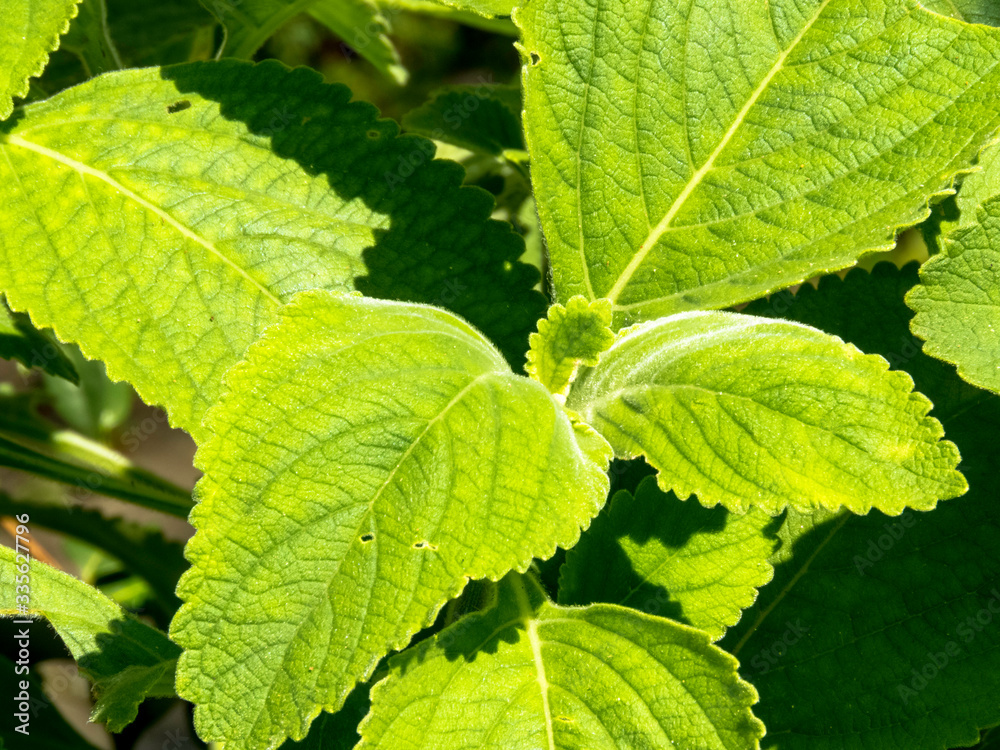Boldo: Green plant named Boldo da Terra in Brazil. Plant used to make ...