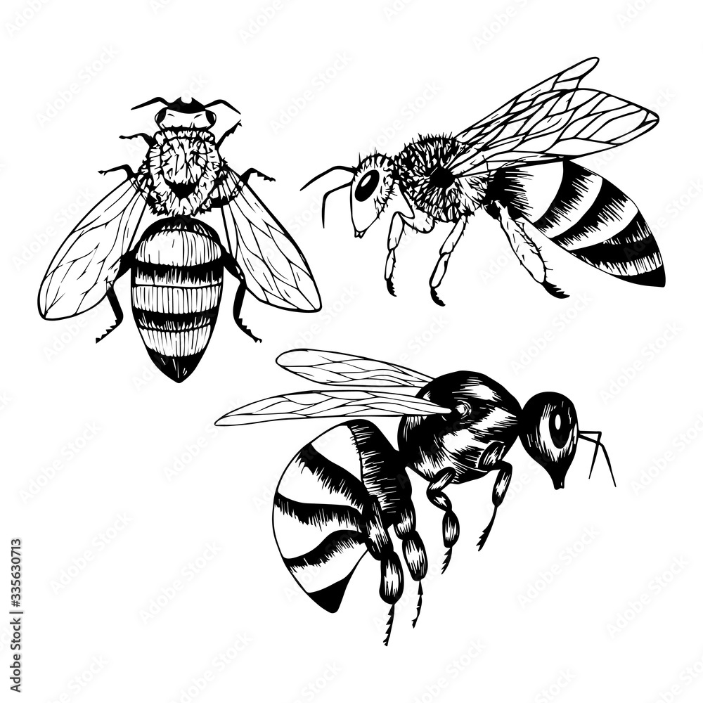 Set of insects, bees, wasps in doodle style. Black and white vector ...