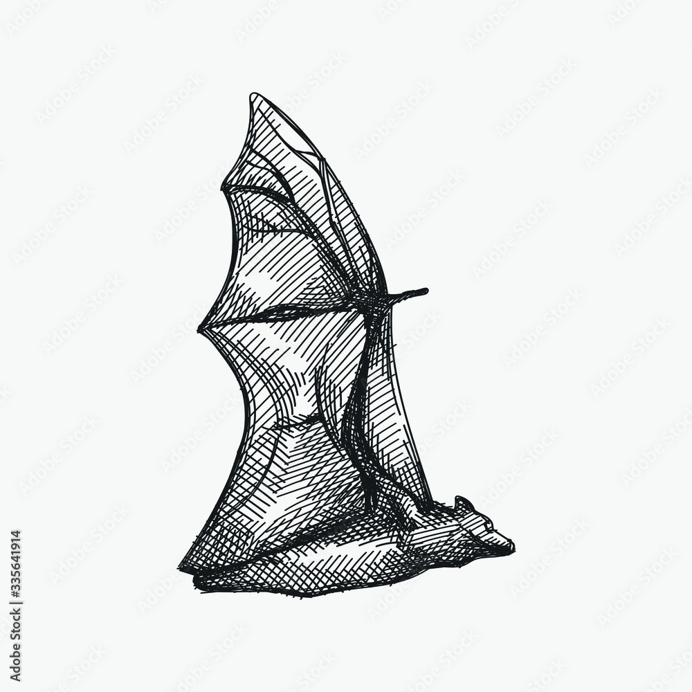 Hand-drawn sketch of a bat while flying. Flying bat. Bat opening its ...