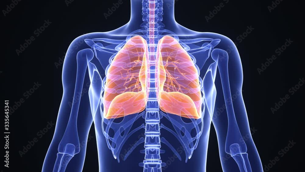 Medical animation of pneumonia or other lung disease. Man breathing ...