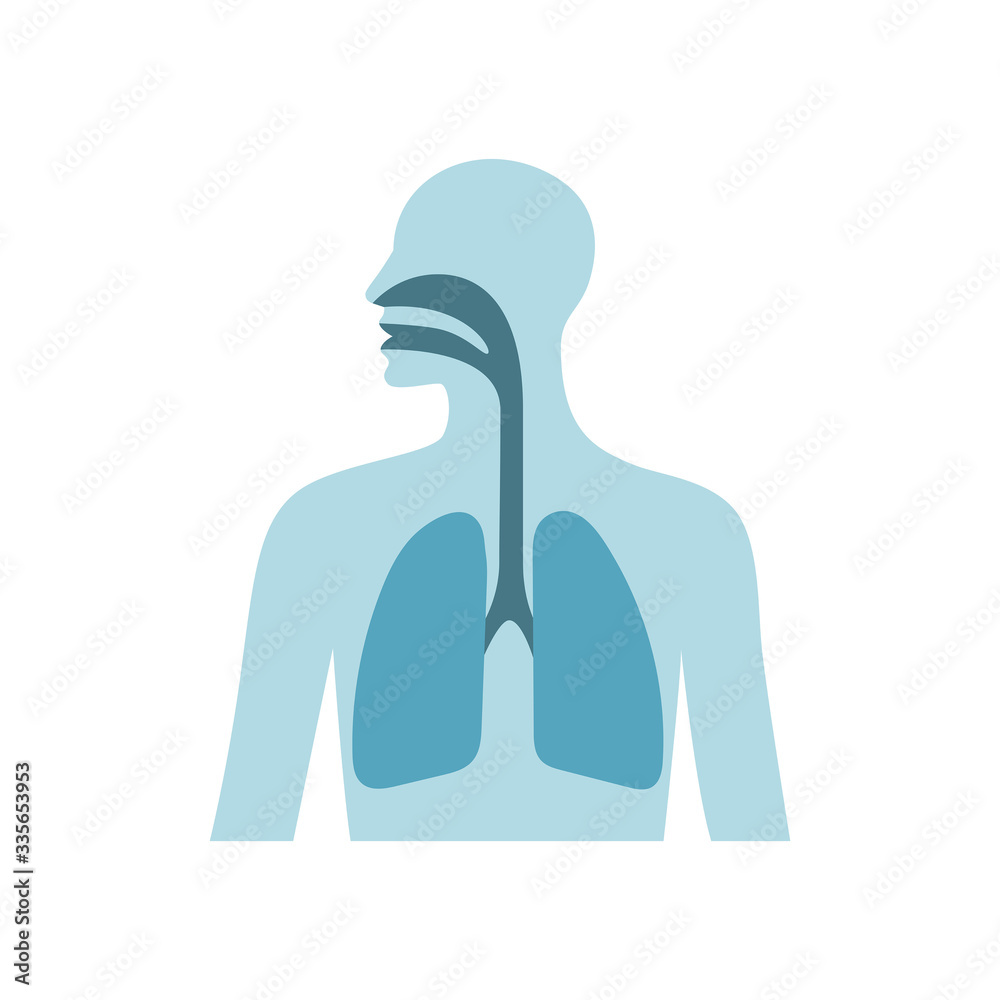 Human lungs vector flat illustration. Male chest silhouette isolated on ...