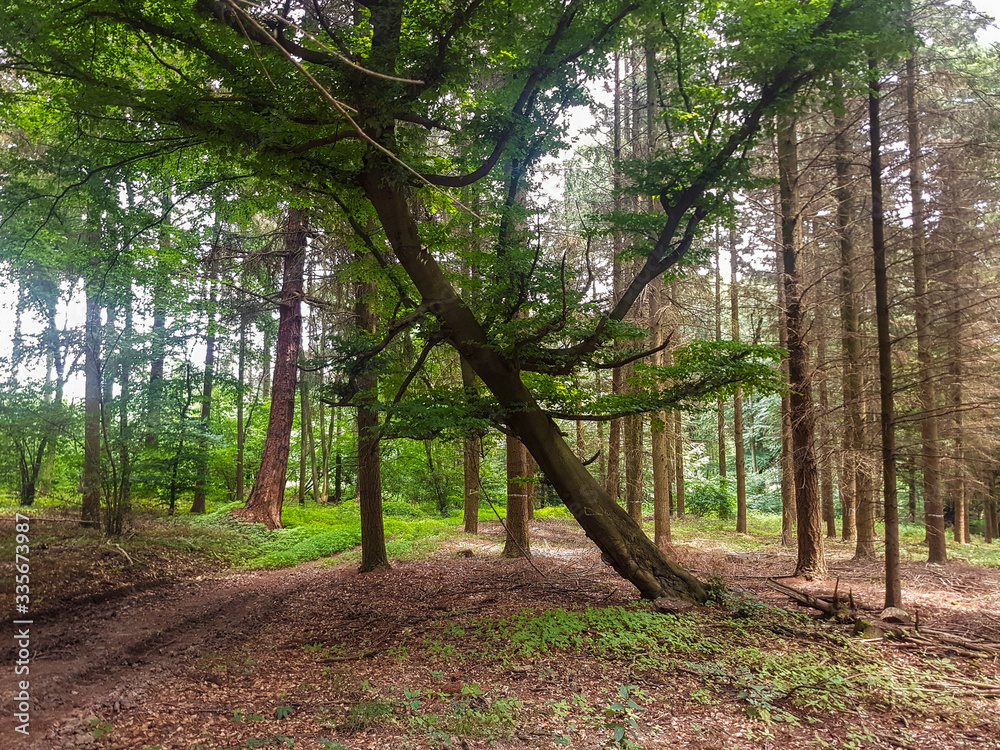 Schräg gewachsener Baum im Wald Stock Photo | Adobe Stock