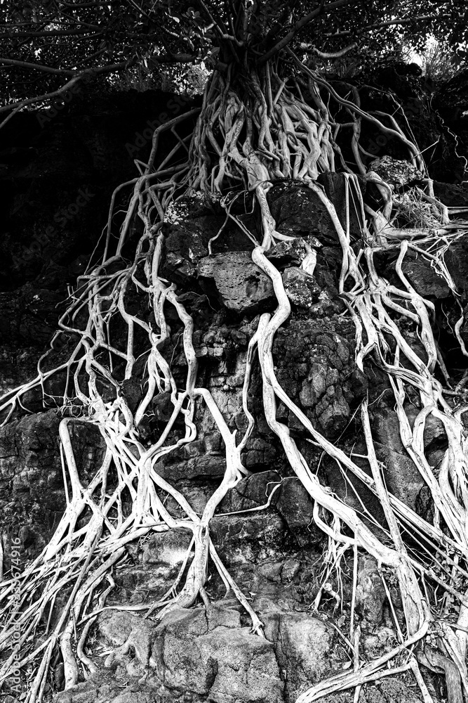 Exposed flowing intricate tree roots white in color clinging to black ...