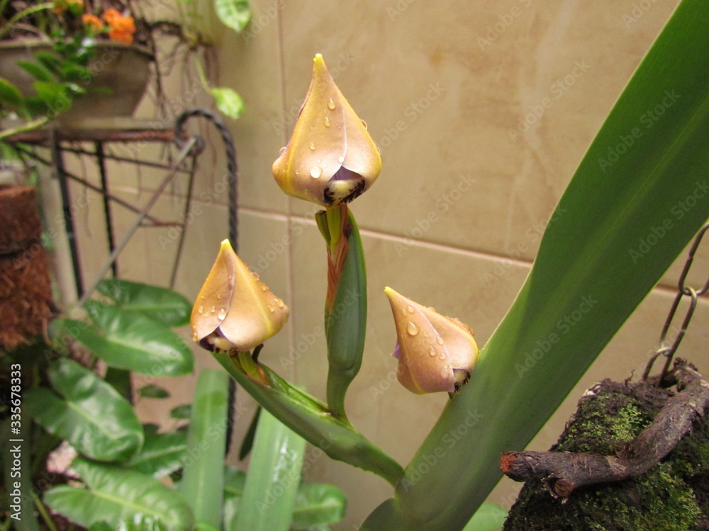 Flower bud of Blue walking Iris, Neomarica Caerulea Regina, also known ...