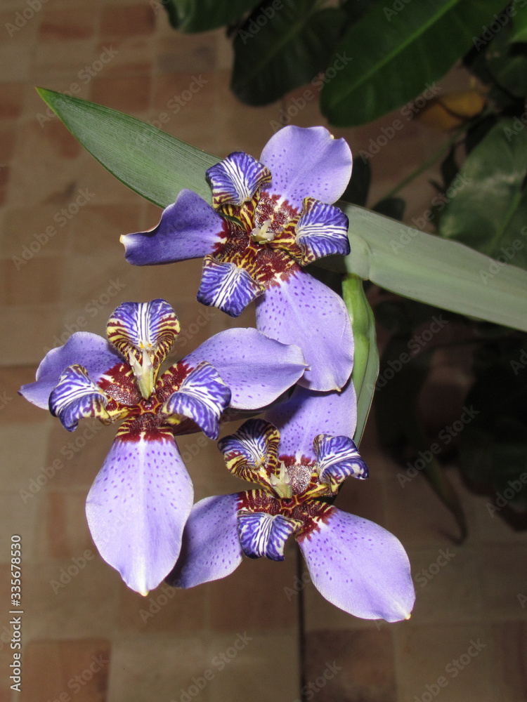 Blue walking Iris, Neomarica Caerulea Regina, also known as Giant Queen ...