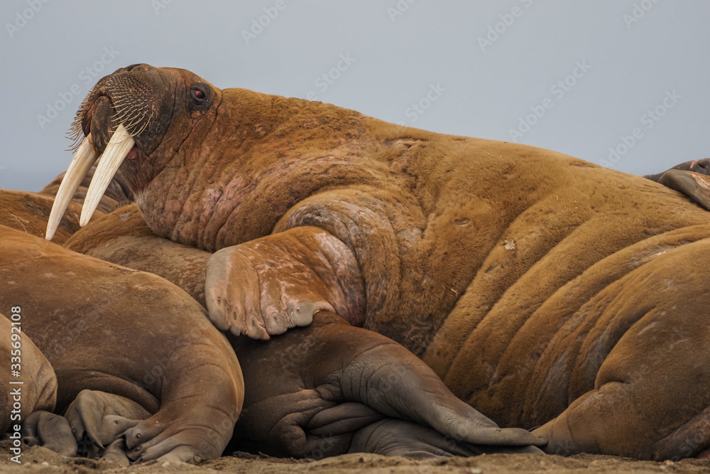 Walrus colony herd on the sand beach. Detail portrait of Walrus with ...