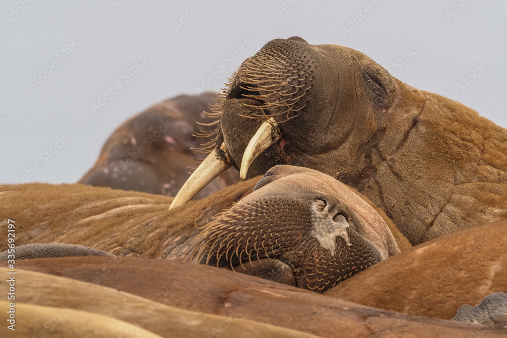 Walrus colony herd on the sand beach. Detail portrait of Walrus with ...