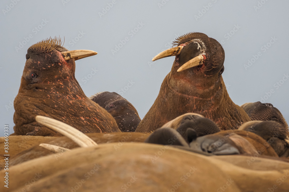 Walrus colony herd on the sand beach. Detail portrait of Walrus with ...