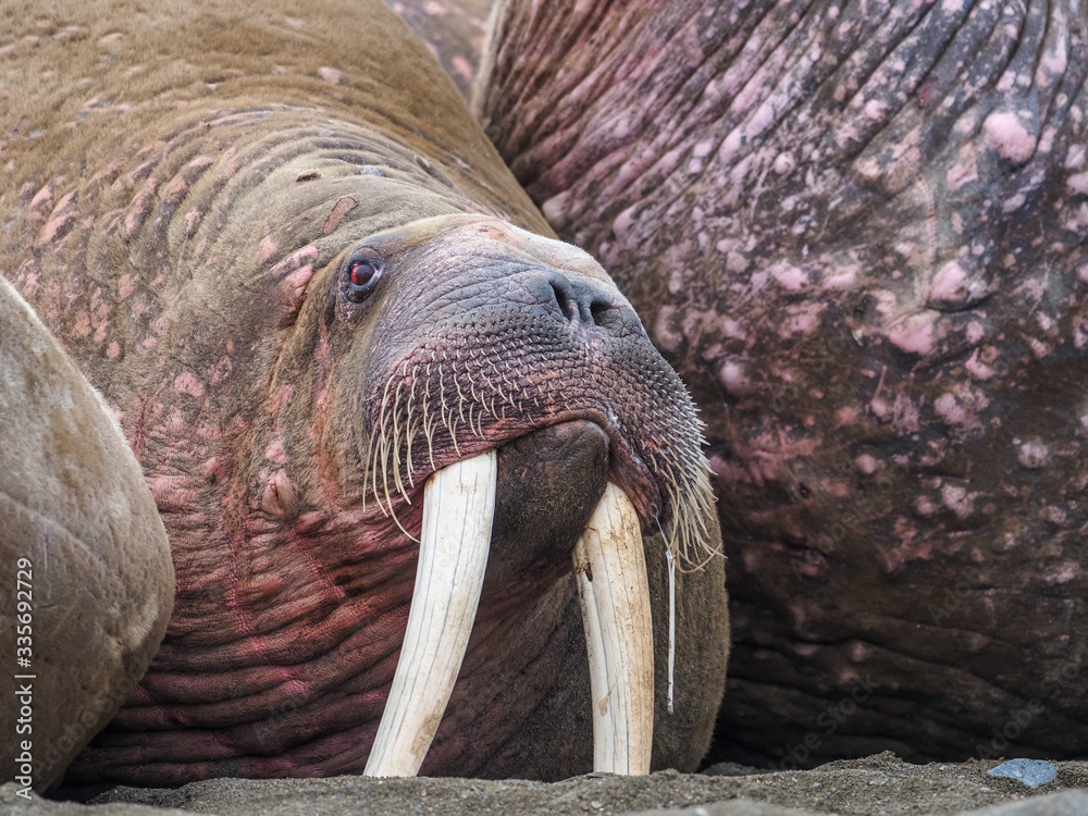 Walrus colony herd on the sand beach. Detail portrait of Walrus with ...