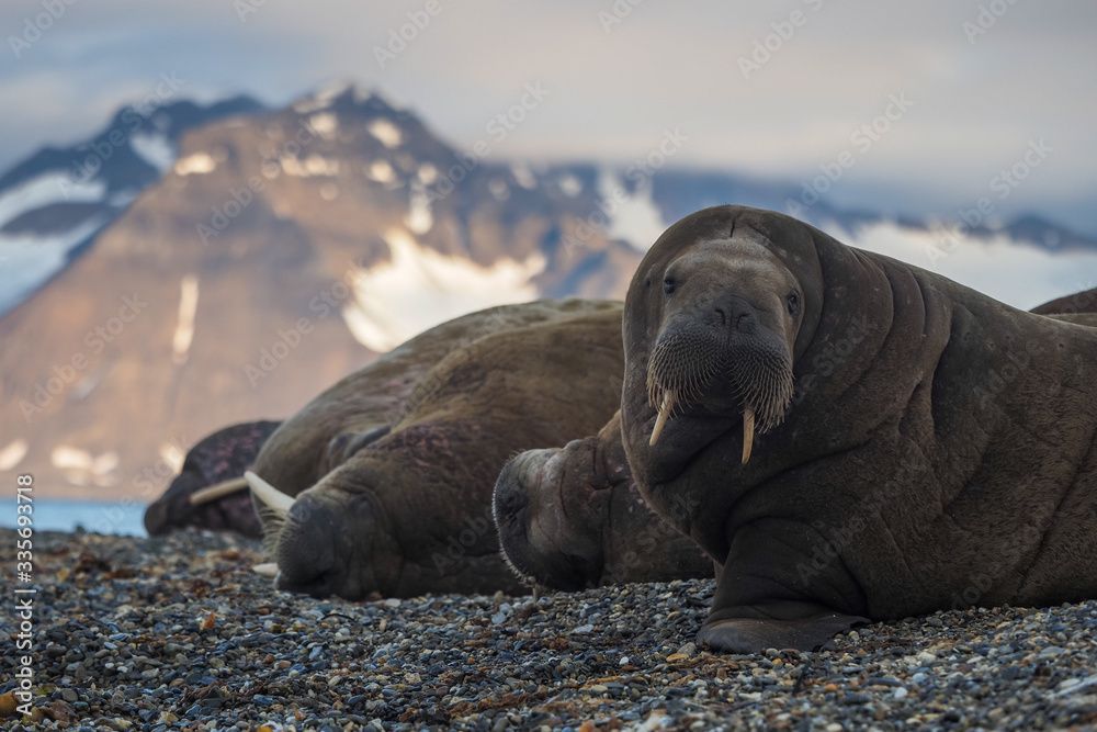 Walrus colony herd on the sand beach. Detail portrait of Walrus with ...