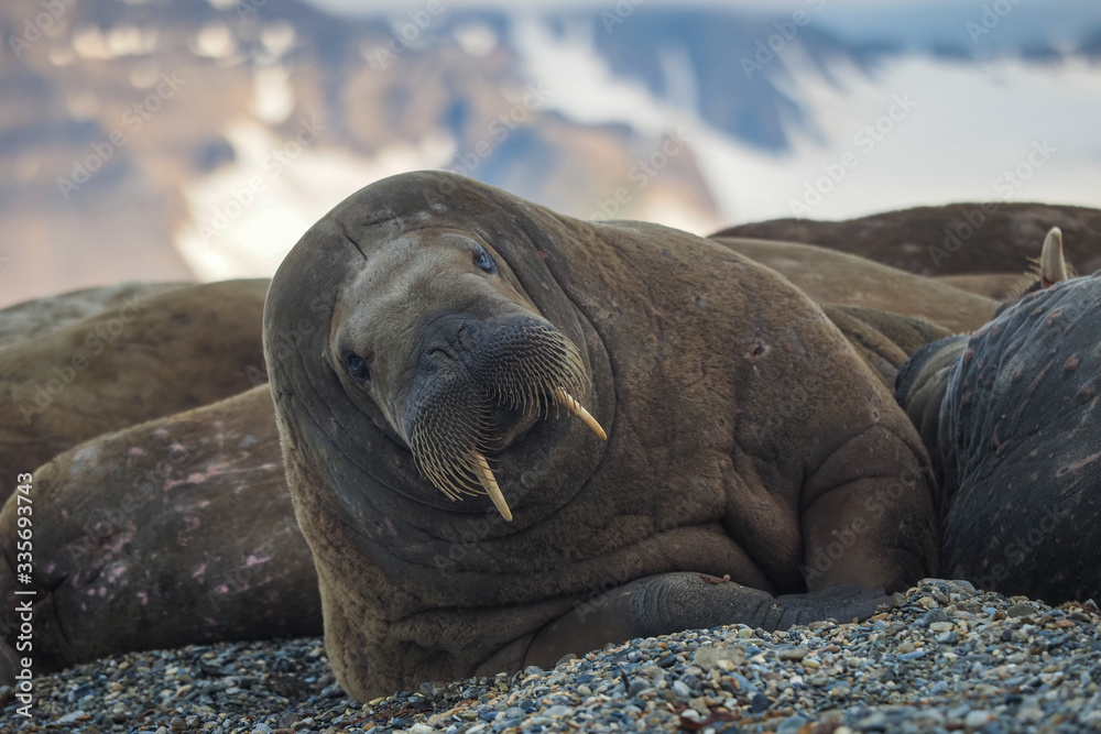 Walrus colony herd on the sand beach. Detail portrait of Walrus with ...